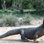 Komodo Island: Private 3-Day Tour with Boat and Hotel Stay - The Itinerary in Detail