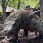 Komodo Island Shore Excursion for Cruise Ship Passengers - Is It Worth the Price?