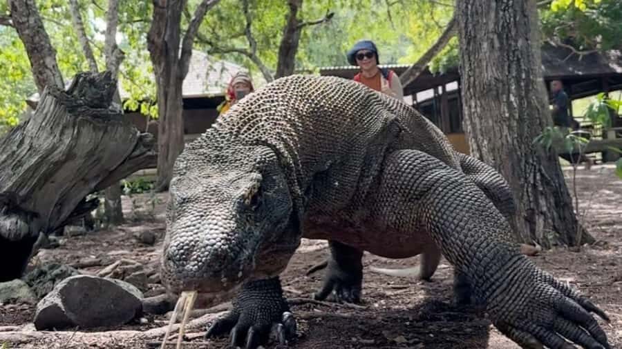 Komodo Island Shore Excursion for Cruise Ship Passengers - Is It Worth the Price?