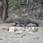 Komodo Island Tour Packages - What Makes This Tour Worth Your While?