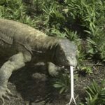 Komodo Islands: Private 2-Day Wooden Boat Tour - The Cost and Value: What You Get for Your Money