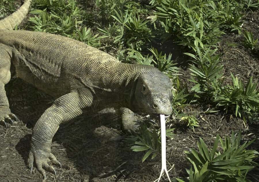 Komodo Islands: Private 2-Day Wooden Boat Tour - The Cost and Value: What You Get for Your Money