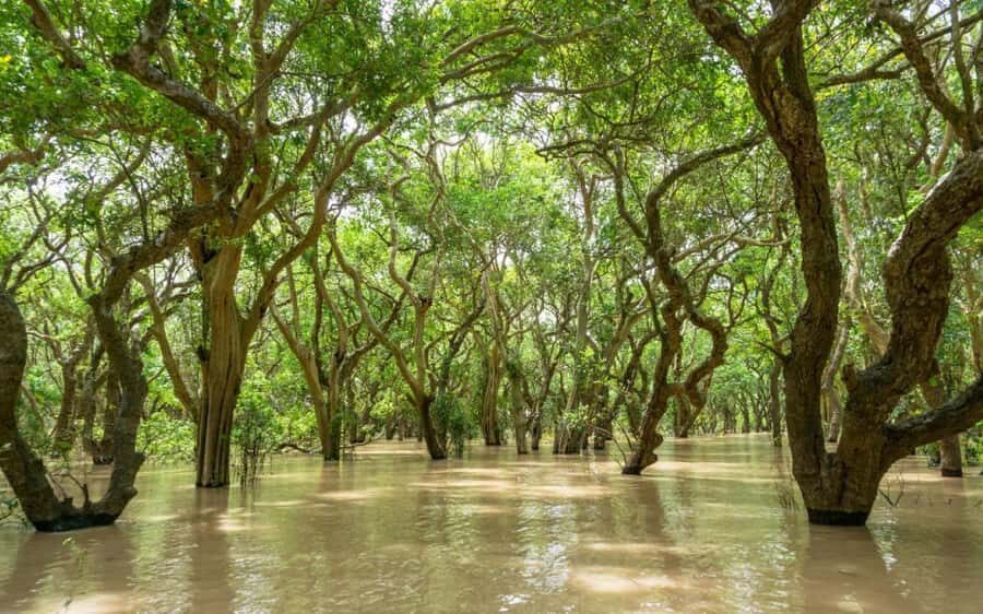 Kompong Pluk Tour - First Stop: Local Pagoda or Market