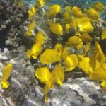 Kona: Afternoon Ali'i Adventure Snorkel and Sail - Why This Tour Is Worth It