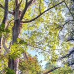 Kona Cloud Forest Sanctuary: Pan-Tropical Trail Guided Walk - Who Should Consider This Tour?