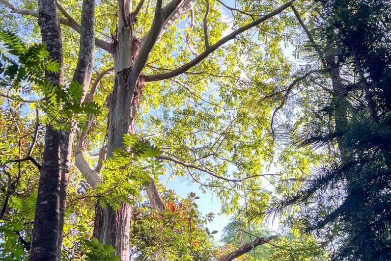 Kona Cloud Forest Sanctuary: Pan-Tropical Trail Guided Walk - Who Should Consider This Tour?