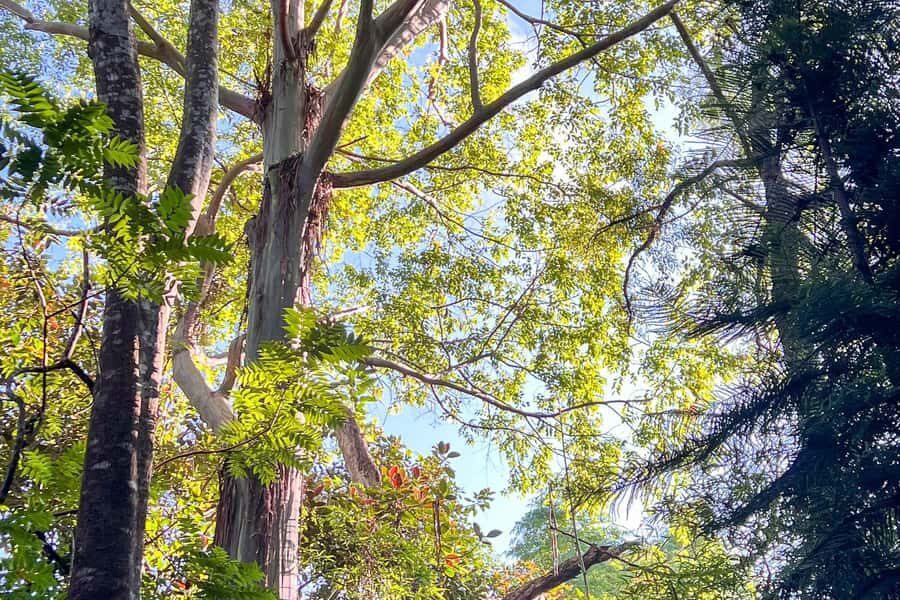 Kona Cloud Forest Sanctuary: Pan-Tropical Trail Guided Walk - Who Should Consider This Tour?