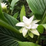 Kona Coast: Rooster Farms Coffee Tasting - Who Should Consider This Tour?