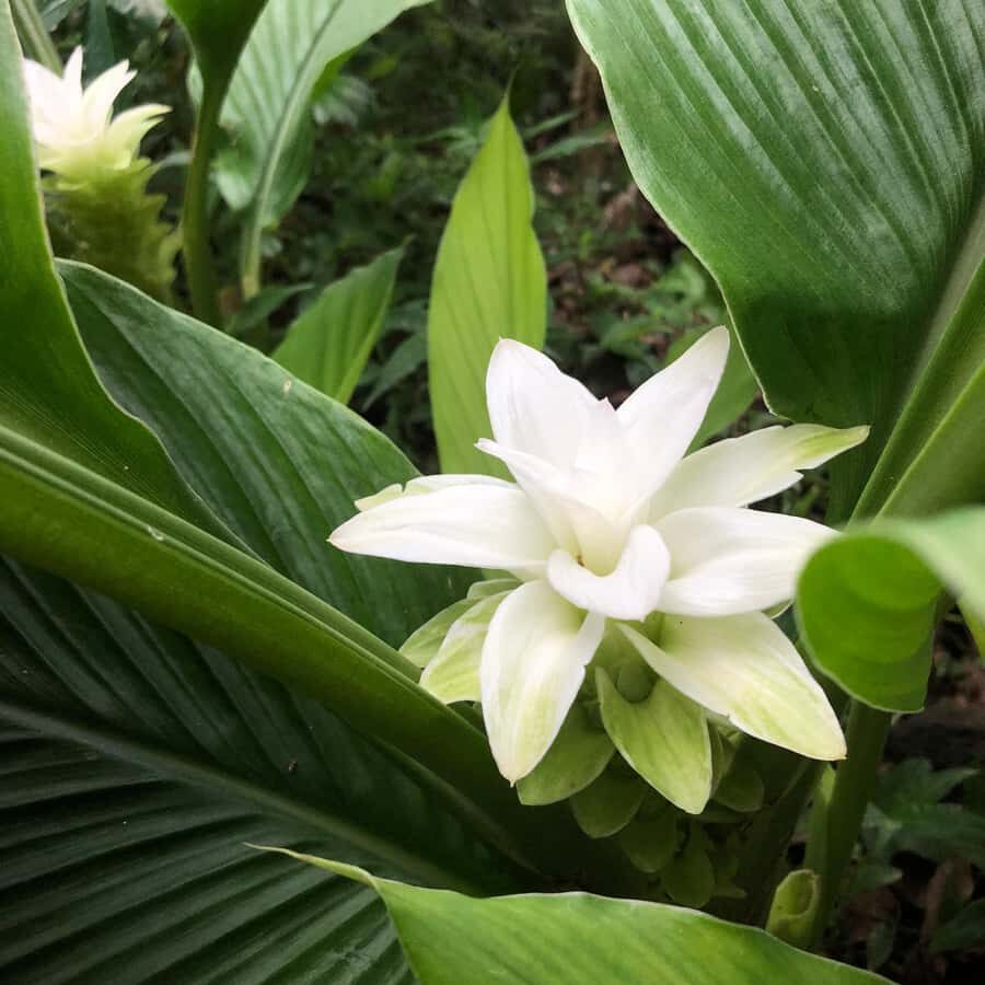 Kona Coast: Rooster Farms Coffee Tasting - Who Should Consider This Tour?