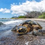 Kona: Coffee and Sea Turtles Tour - A Closer Look: What You Can Expect from the Tour