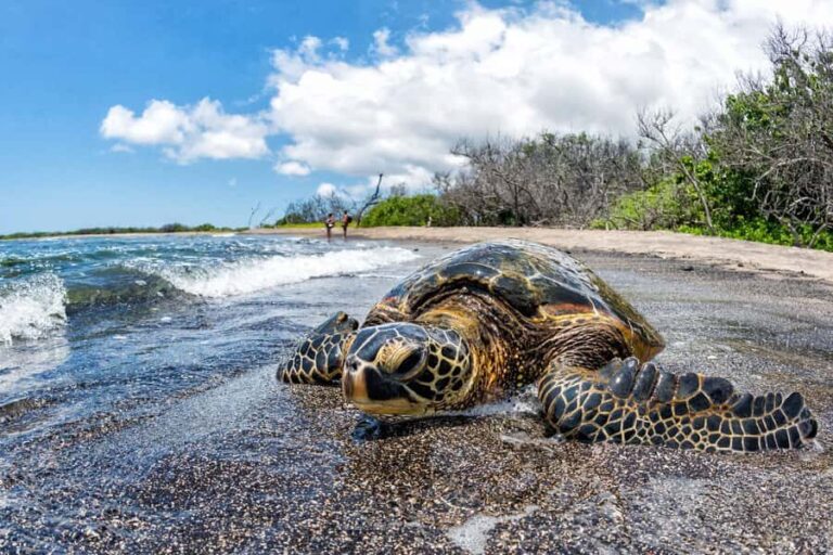 Kona: Coffee and Sea Turtles Tour - A Closer Look: What You Can Expect from the Tour