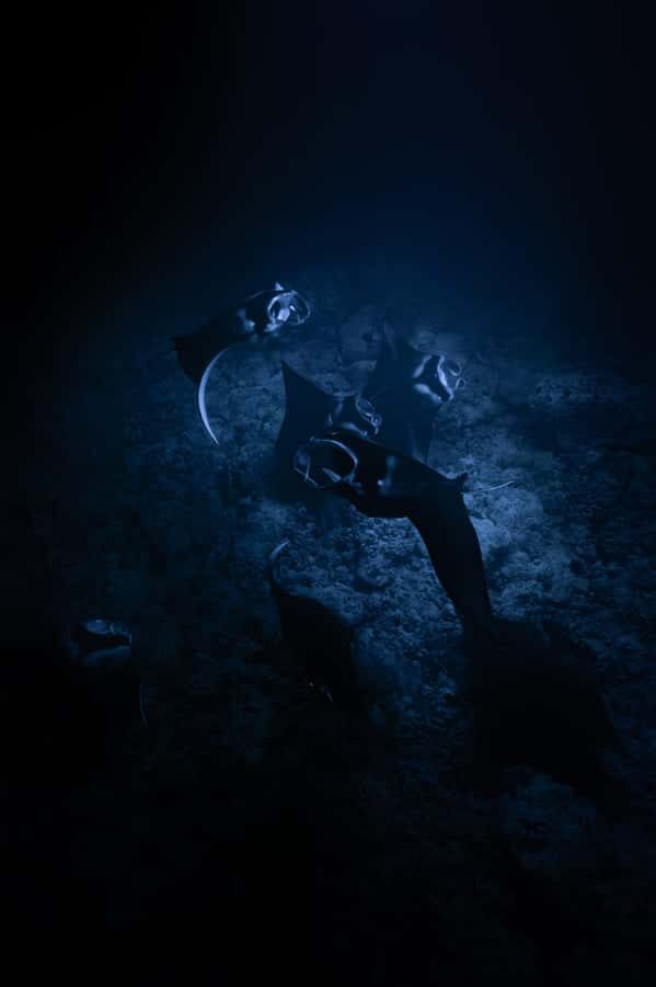 Kona: Manta Ray Night Snorkel - The Itinerary: What Should You Expect?