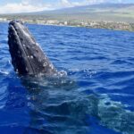 Kona: Small-Group Whale Watching Tour - The Sum Up: Is This Tour Right for You?