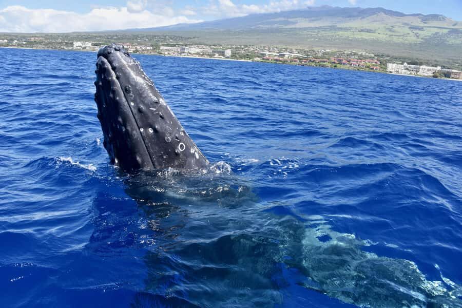 Kona: Small-Group Whale Watching Tour - The Sum Up: Is This Tour Right for You?