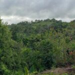 Konoko Falls City Highlights Ocho Rios Jamaica entry fee included - What Makes This Tour Stand Out