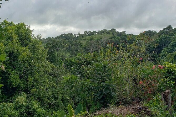 Konoko Falls City Highlights Ocho Rios Jamaica entry fee included - What Makes This Tour Stand Out