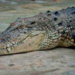 Kota Kinabalu: Kawa-Kawa RiverCruise & Fireflies Shared Tour - Practical Tips & Considerations