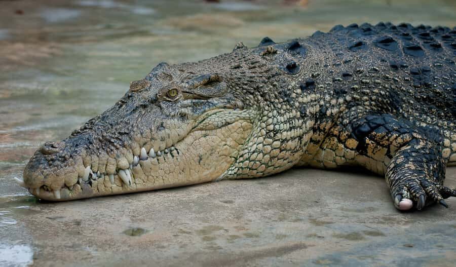 Kota Kinabalu: Kawa-Kawa RiverCruise & Fireflies Shared Tour - Practical Tips & Considerations