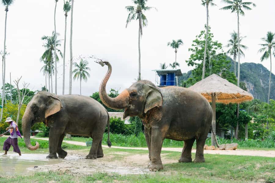 Krabi: Ao Nang Elephant Sanctuary Tour - Authenticity and Reviews