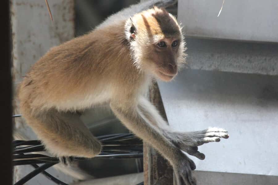 Krabi: Aoluek Birdwatching, Caves, and River Tour - Exploring the Itinerary: What You Can Expect
