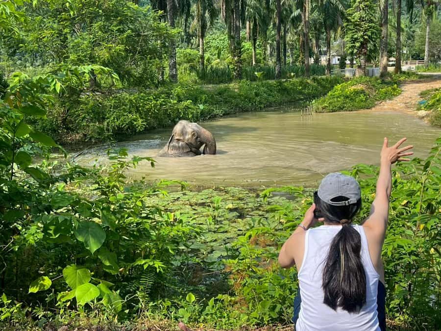 Krabi: Elephant Sanctuary Tour - Feeding & Painting Activity - Authentic Feedback from Reviews