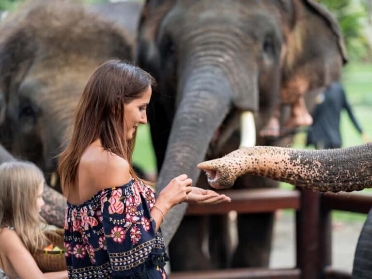 Krabi: Ethical Elephant Care Experience with Hotel Transfer - The Itinerary in Detail
