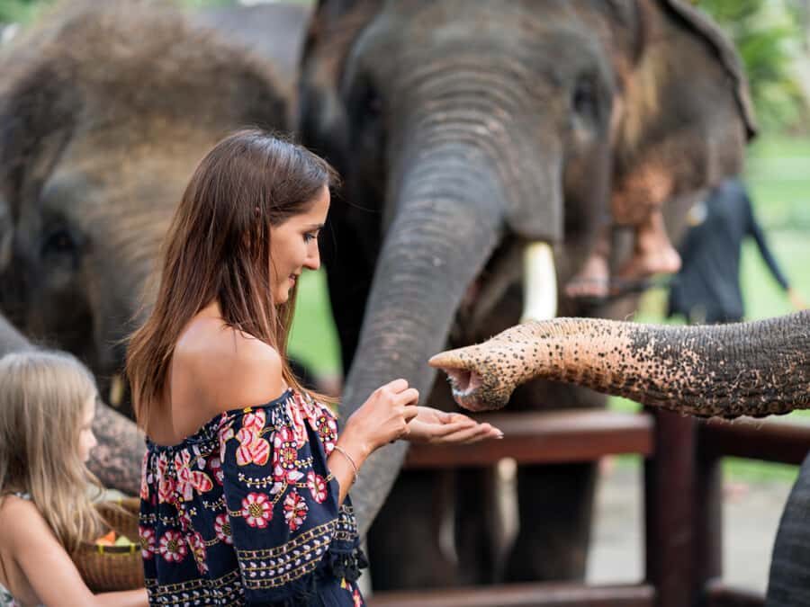 Krabi: Ethical Elephant Care Experience with Hotel Transfer - The Itinerary in Detail