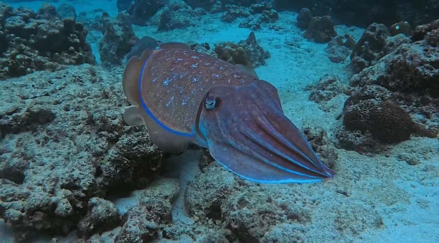 Krabi: Green Freediving Tour with Lunch and Transfer - What Makes This Tour Stand Out?