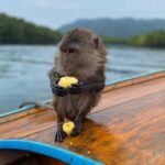 Krabi: Mangroves and Khao Kanab Nam Cave Tour with Lunch - Practical Considerations and Tips