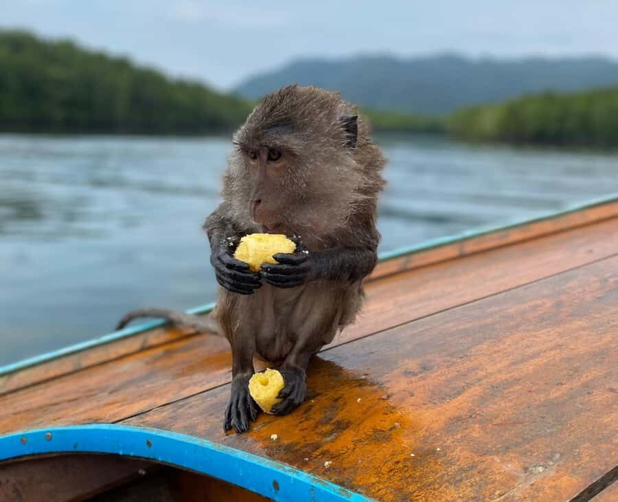 Krabi: Mangroves and Khao Kanab Nam Cave Tour with Lunch - Practical Considerations and Tips