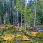 Krabi Outback Explorer with Kayaking in Klong Root - What Makes This Tour Stand Out?