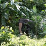 Krabi: Unique Dawn Ethical Elephant Sanctuary Experience - What Makes This Tour Stand Out?
