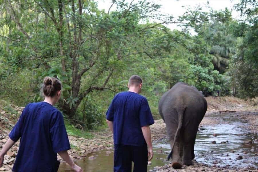 Krabi: Unique Dusk Ethical Elephant Sanctuary Experience - The Itinerary: A Step-by-Step Breakdown