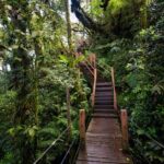 Kuala Lumpur Cameron Highlands & Tea Plantations Scenic Tour - The Itinerary Breakdown