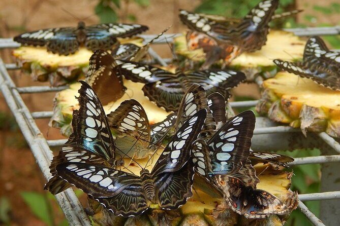 Kuala Lumpur Park Tour: Orchid Garden, Butterfly Park & Bird Park - How the Experience Feels