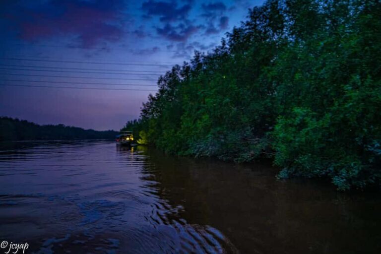 Kuala Selangor: Eagles, Fireflies & Blue Tears Boat Tour - Who Will Love This Tour?