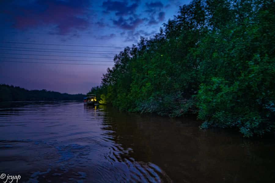 Kuala Selangor: Eagles, Fireflies & Blue Tears Boat Tour - Who Will Love This Tour?