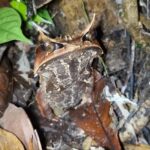 Kubah National Park: Night Frog Adventure - Exploring Kubah National Park at Night