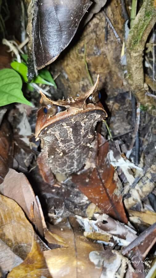 Kubah National Park: Night Frog Adventure - Exploring Kubah National Park at Night