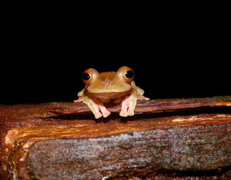 KUBAH NIGHT WALK : FROGGING & NOCTURNAL WILDLIFE - The Itinerary: What’s Included?