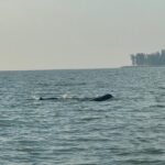 Kuching Mangrove Wildlife and Fireflies (Private Tour) - FAQs