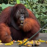 Kuching Orangutan & Bidayuh Longhouse - Detailed Breakdown of the Experience