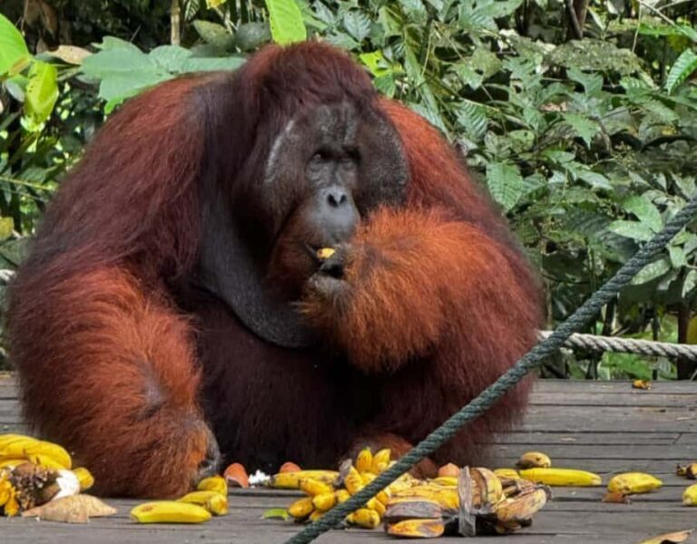 Kuching Orangutan & Bidayuh Longhouse - Detailed Breakdown of the Experience