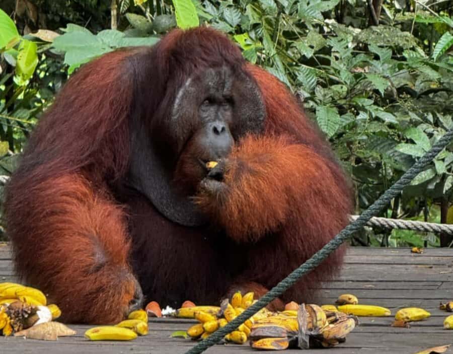 Kuching Orangutan & Bidayuh Longhouse - Detailed Breakdown of the Experience