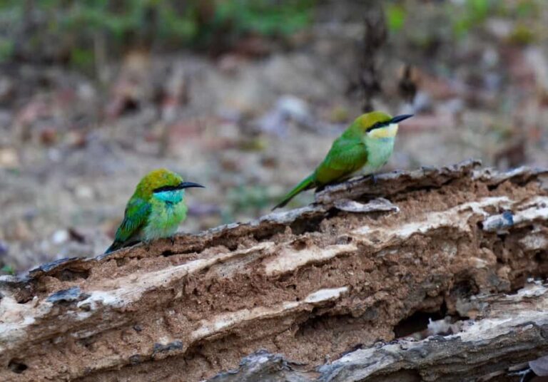 Kumana National Park: Private Birdwatching Safari Tour - The Practical Details: What Really Matters