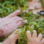 Kunming Private Tea-Making Experience with Hotel Pickup - The Practical Details