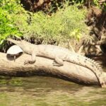 Kuranda Riverboat Sightseeing Cruise - Is It Worth the Price?