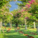 Kyoto and Nara Day Tour from Kyoto - Final Thoughts