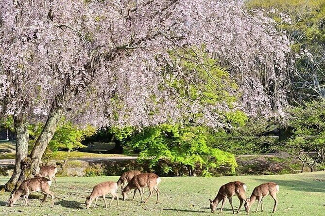 Kyoto and Nara Day Tour with Kobe Beef Lunch - The Sum Up: Who Would Love This Tour?