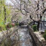 Kyoto and Nara: private tour with English speaking Guide - Why This Tour Offers Great Value